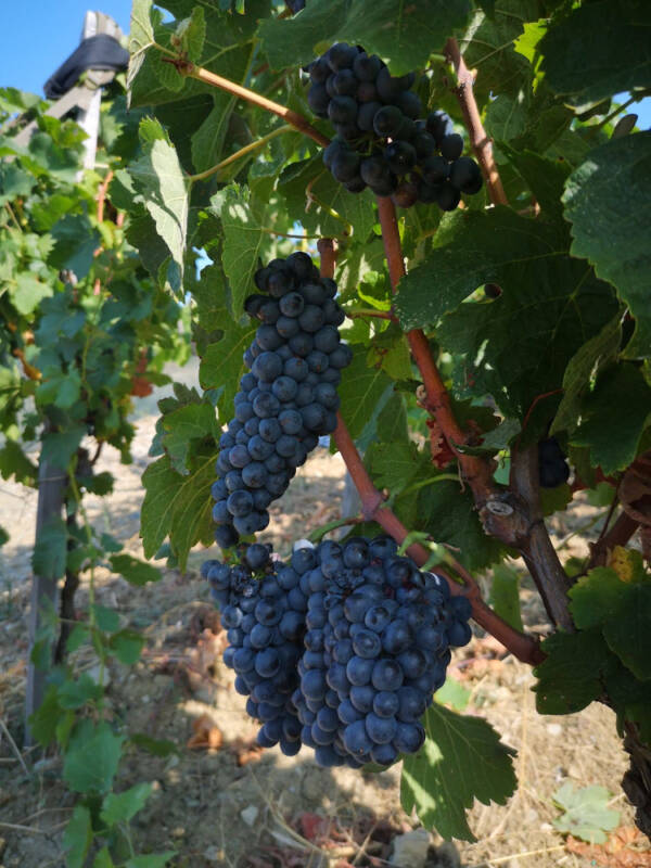 About Us – Duemani